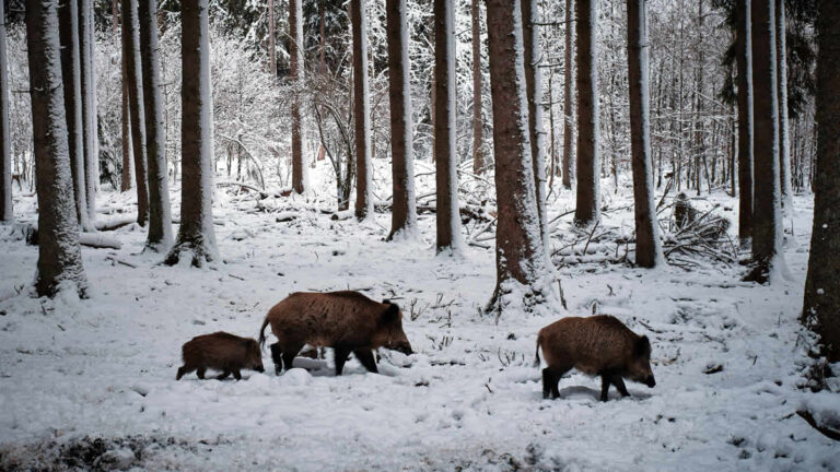 Divlja svinja | Snažna i prilagodljiva životinja naših šuma